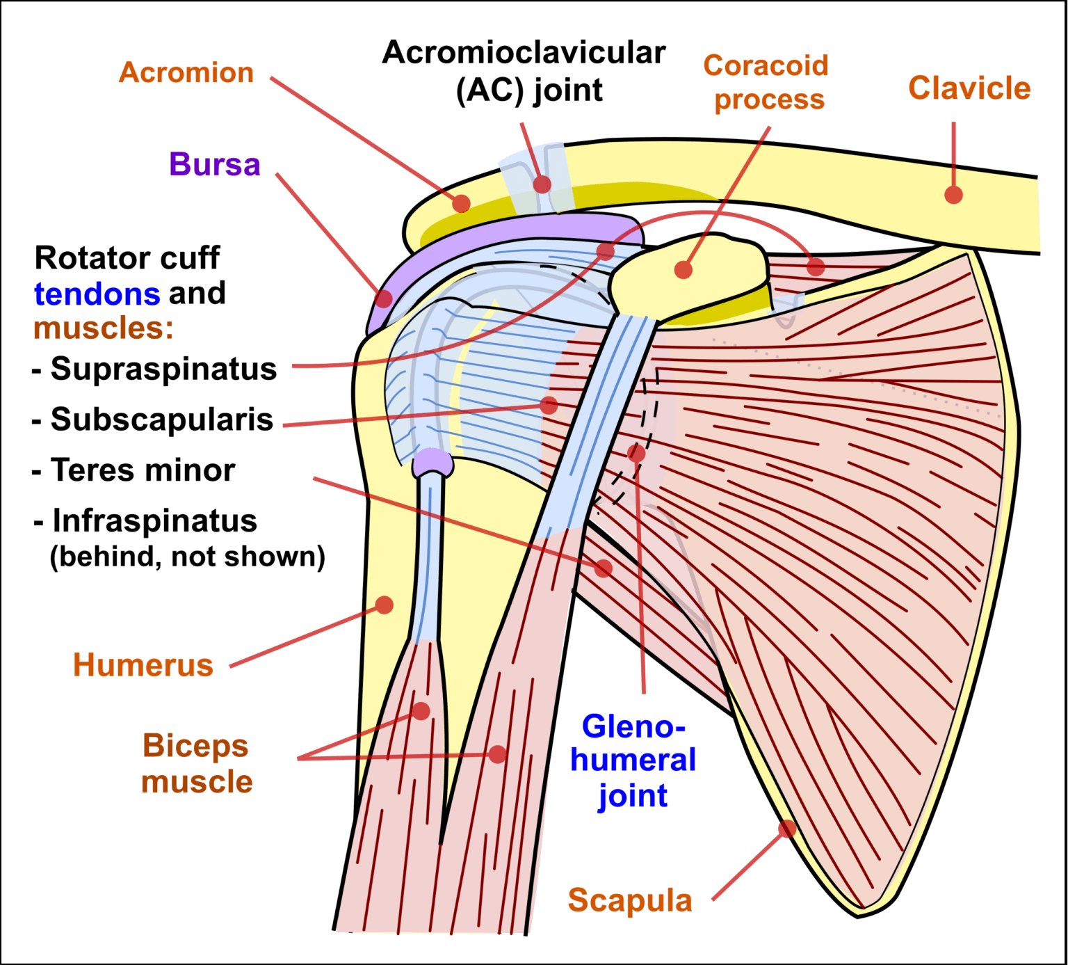 Rotator Cuff Dr Michiel Mylle