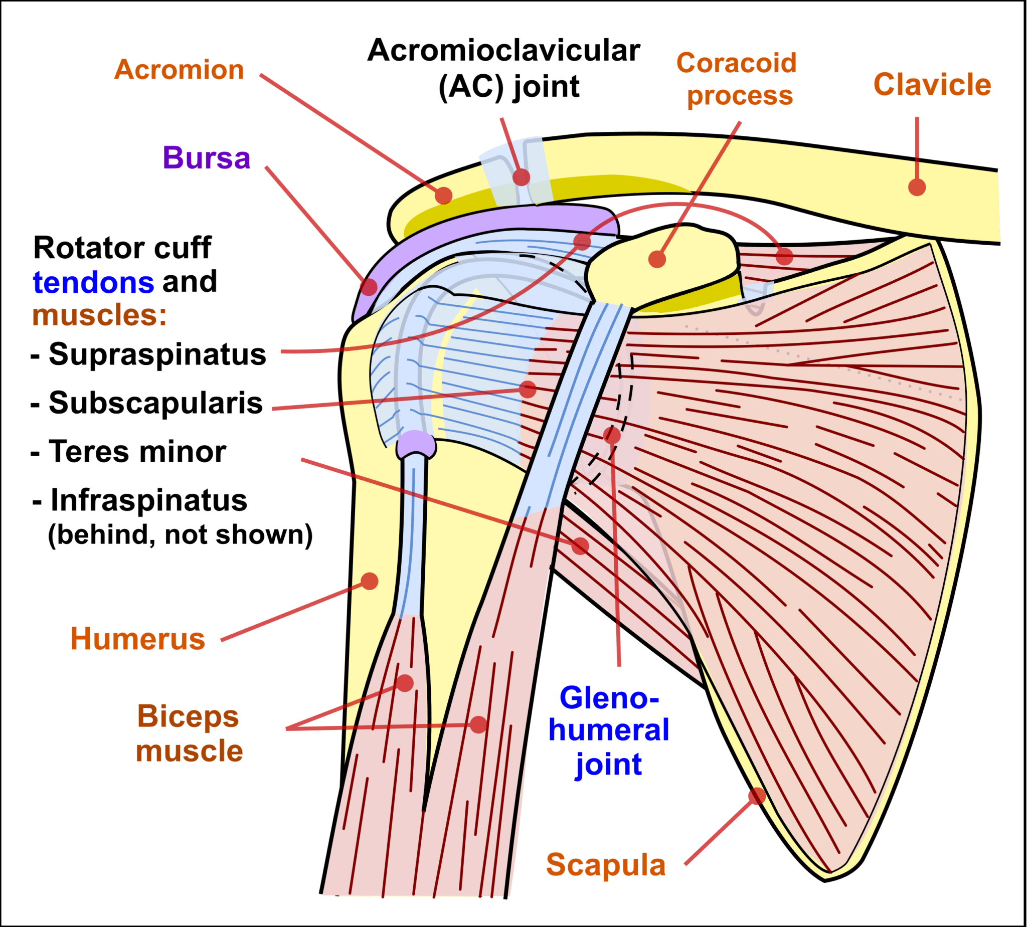 Rotator Cuff – Dr. Michiel Mylle